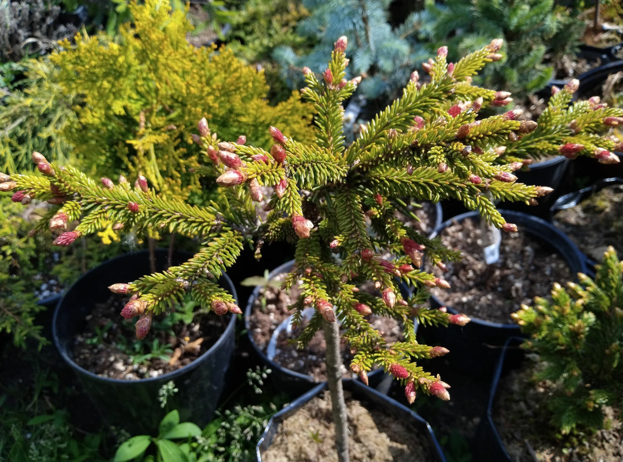 Ель обыкновенная Пунахилка на штамбе 30см