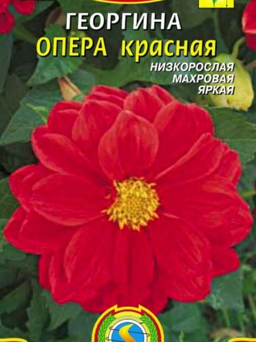 Георгина Опера Красный 10 шт, Плазменные семена