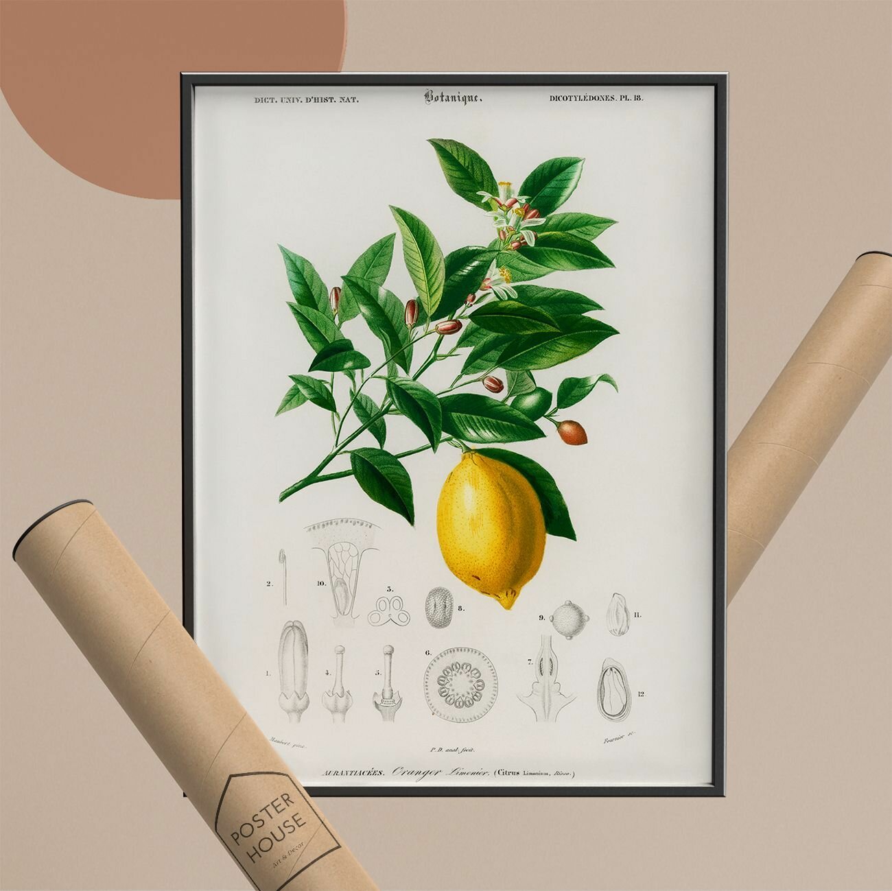 Постер Лимон Винтаж 50х70 см без рамы/ Эстетика/ Минималистичный эстетичный плакат для интерьера