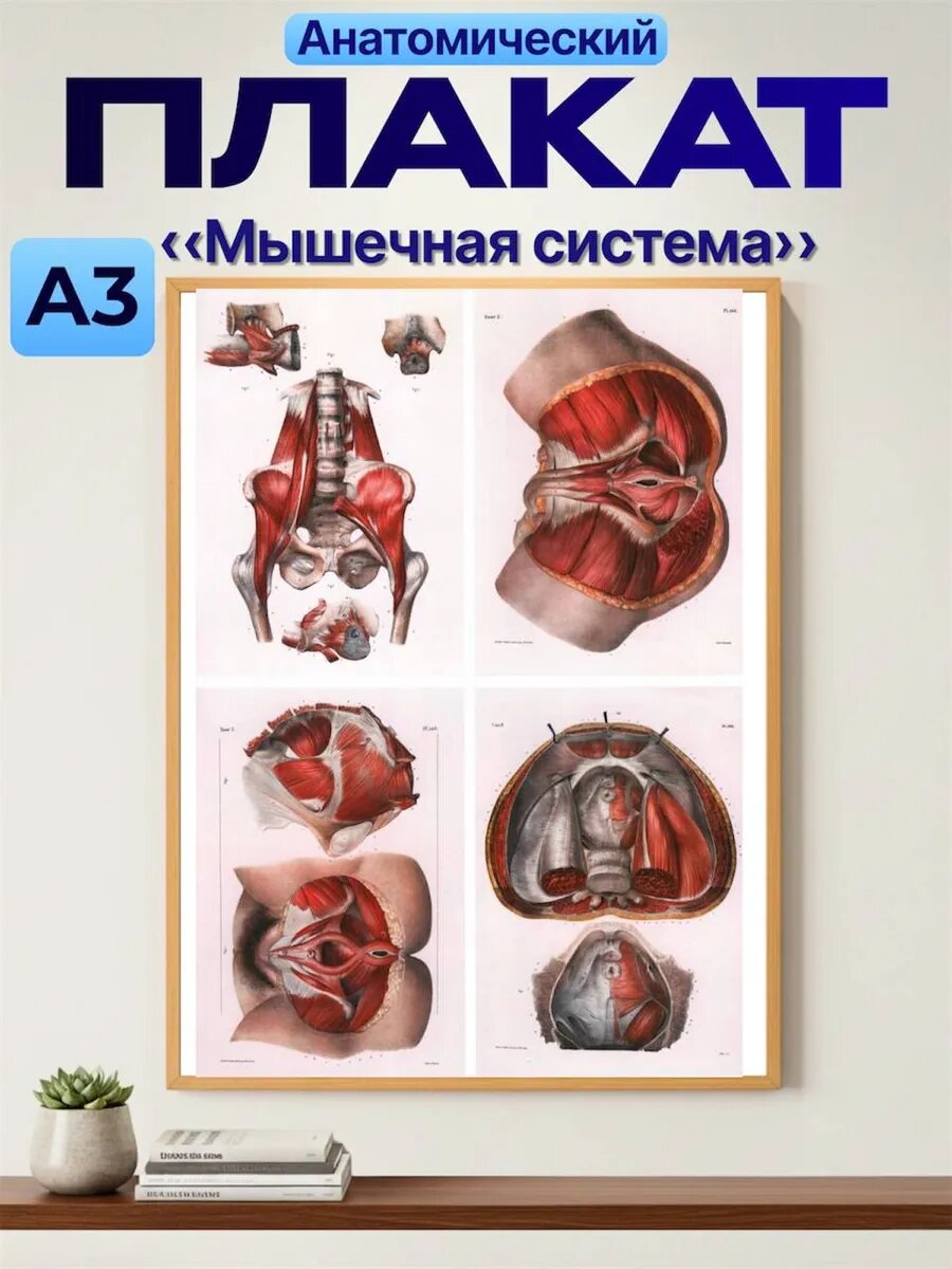 Постер медицинский, тазовая область, мышечная система, А3 эстетика анатомия, хирургия, плакат, кластер