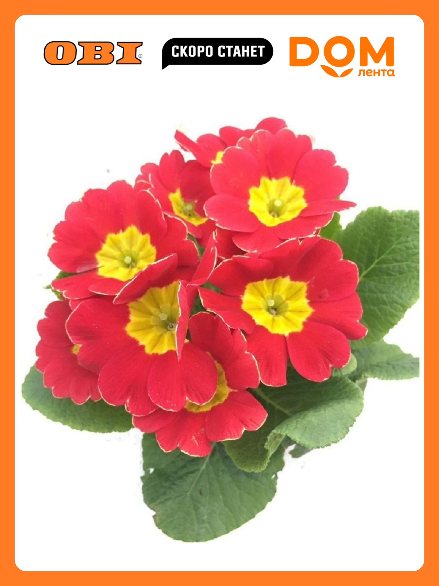 Растение Примула в горшке 11 см в ассортименте