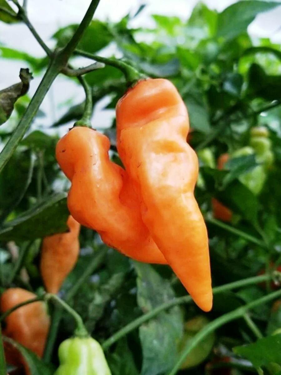 Острый перец Habanada orange семена 5 штук