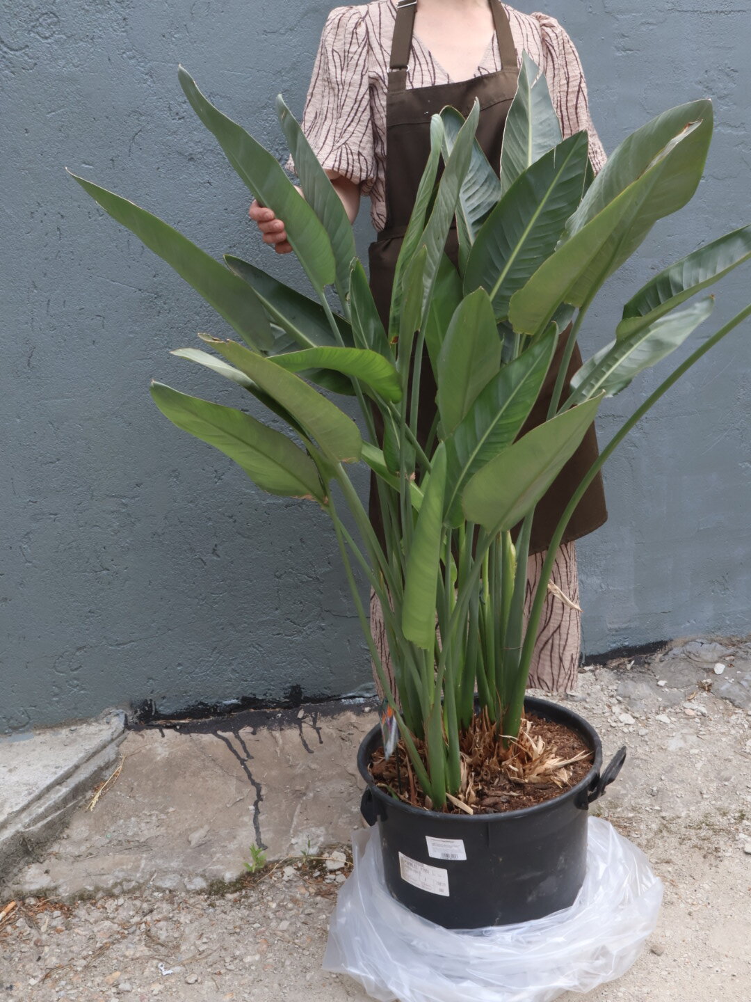 Стрелиция Регина (40/160) высота 160 см.