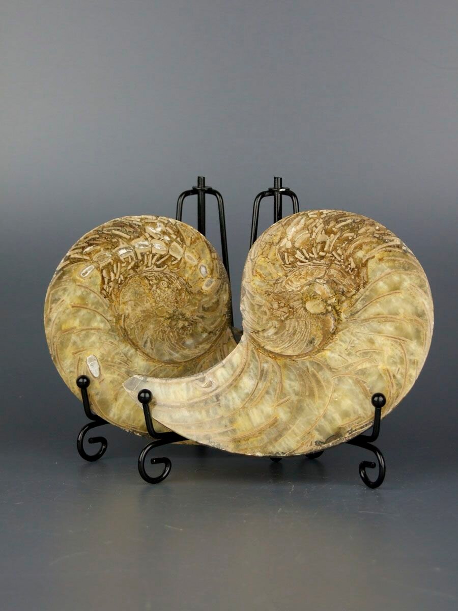 Аммонит Наутилус окаменелость Cymatoceras 166-60 млн лет - 13 см на подставке