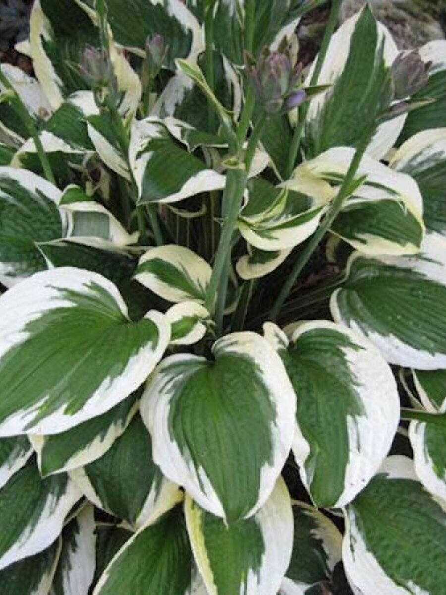 Хоста Патриот (M) / Саженцы хосты M (средние, 30-64 см)