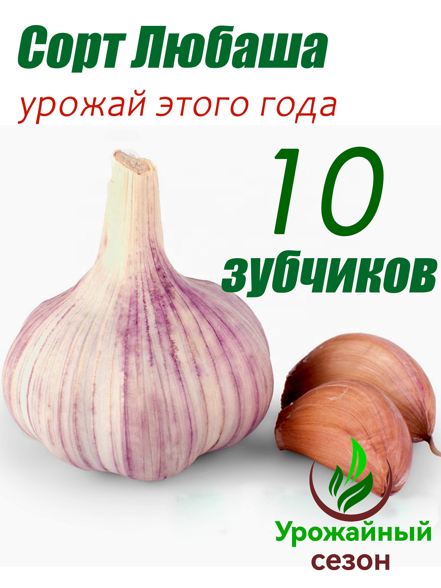 Чеснок Любаша на посадку озимый 10 зубчиков