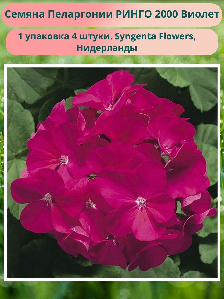 Пеларгония Ринго 2000 1 упаковка по 4 штуки (инкрустированные) Виолет, Syngenta Flowers, Нидерланды