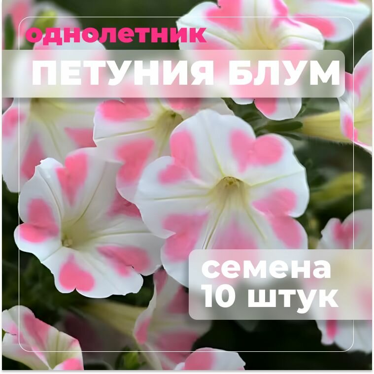Петуния блум (сурфиния) сердечки, для дома и сада семена 20 штук