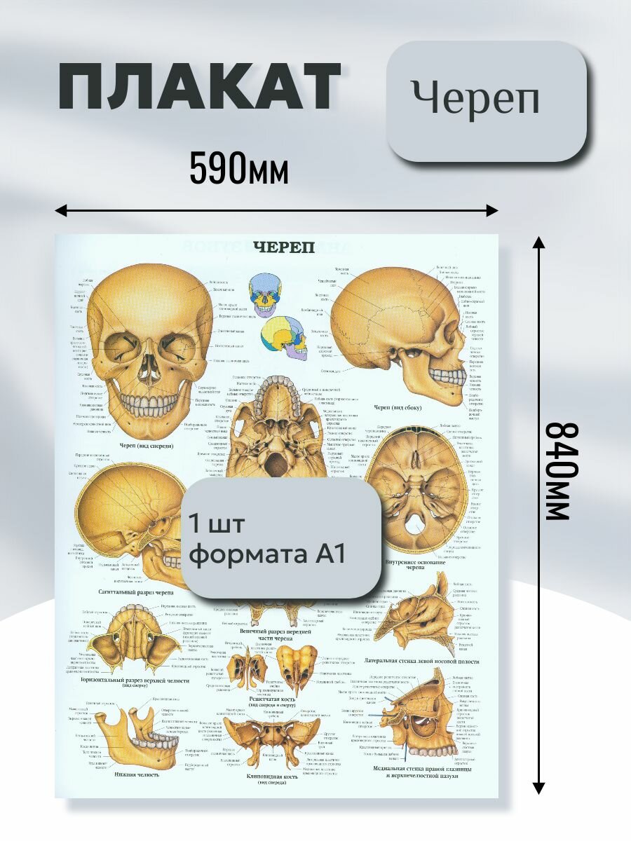 Плакат А1 "Череп"