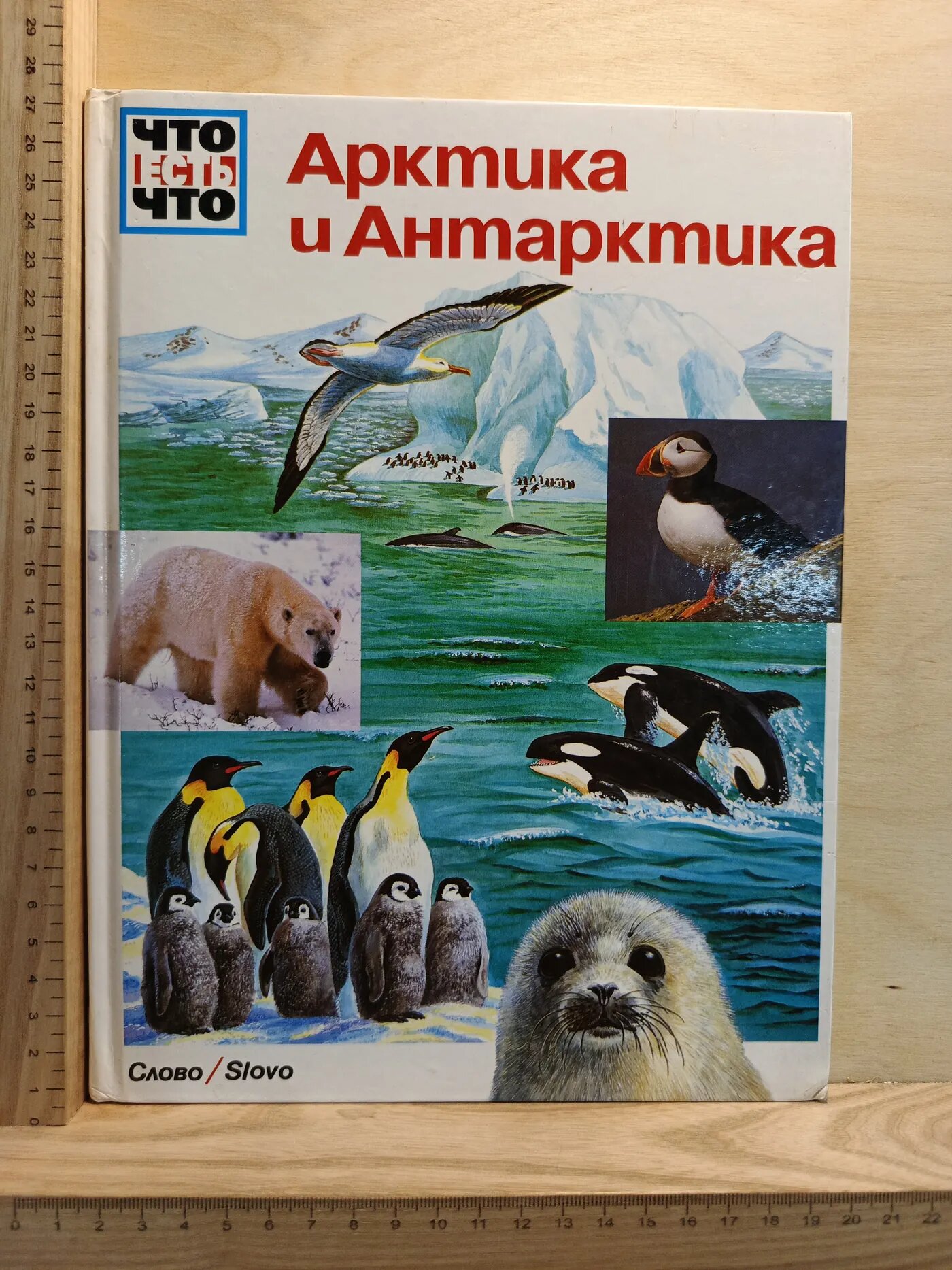 Арктика и Антарктика
