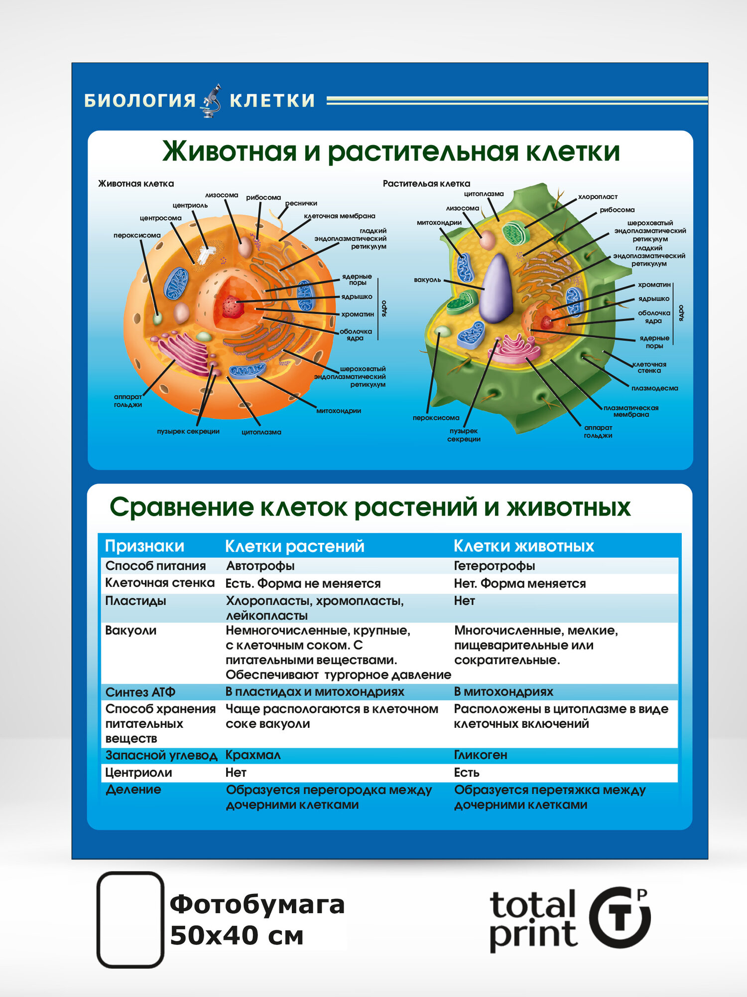 Постер на стену по биологии, Животная и растительная клетки, 50х40см, TotalPrint