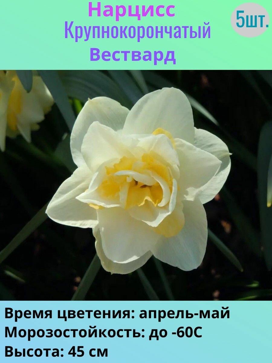 Нарциссы многолетние, луковицы 5 штук