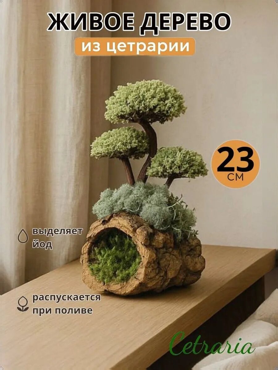 Статуэтка Цетрария Дерево на хомуте