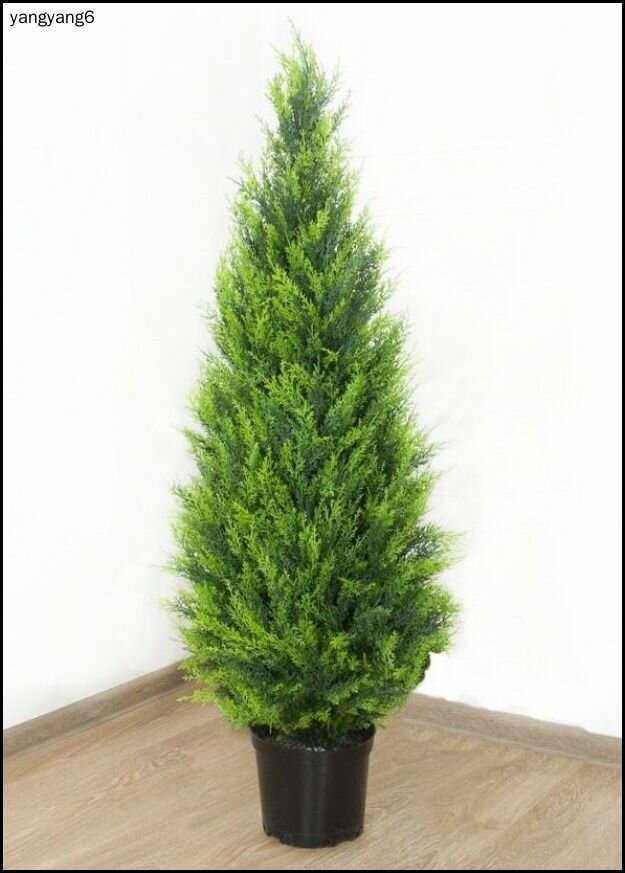 Эксклюзивная туя 120 см