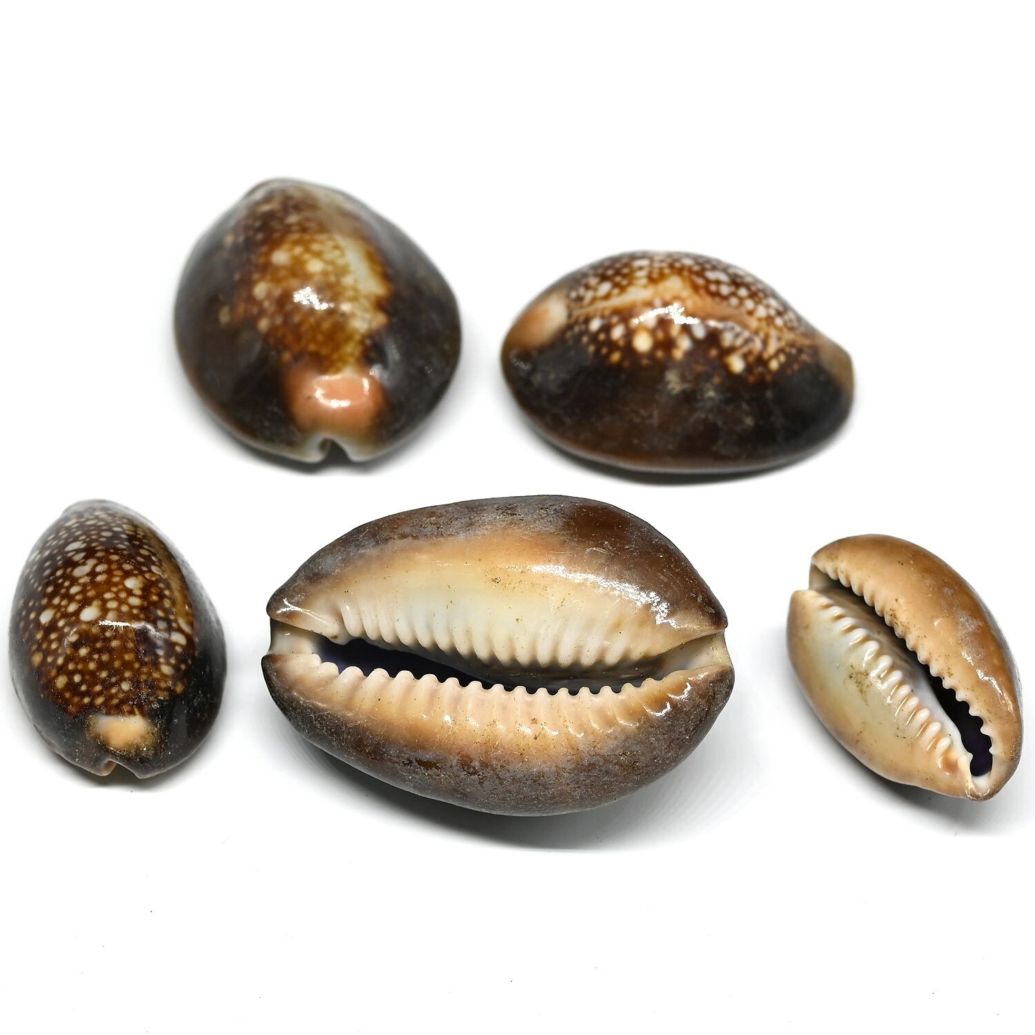 Ракушки Ципрея Капутсерпентис в натуральном цвете 30*20*10мм, 5 ракушек .