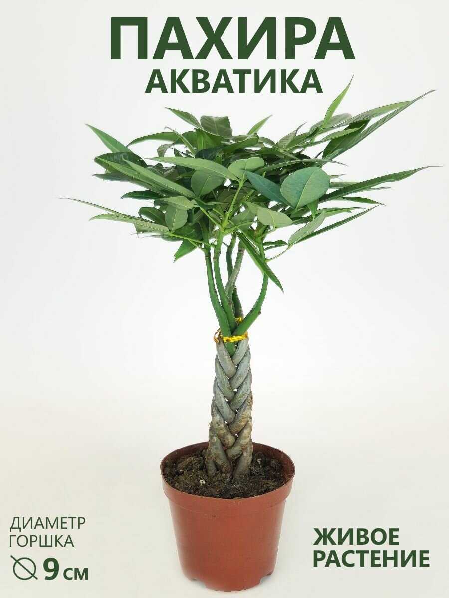 Пахира Акватика Косичка, D-9 см