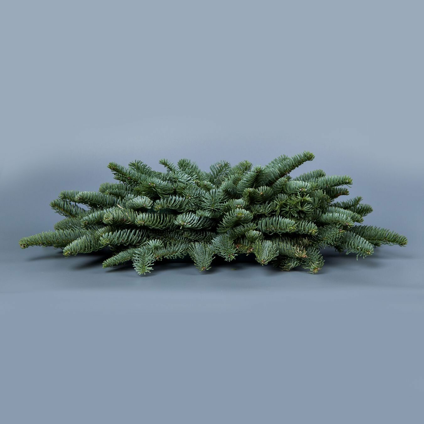 Композиция новогодняя из нобилиса "Елочная". Букеты, композиции "Ирис".