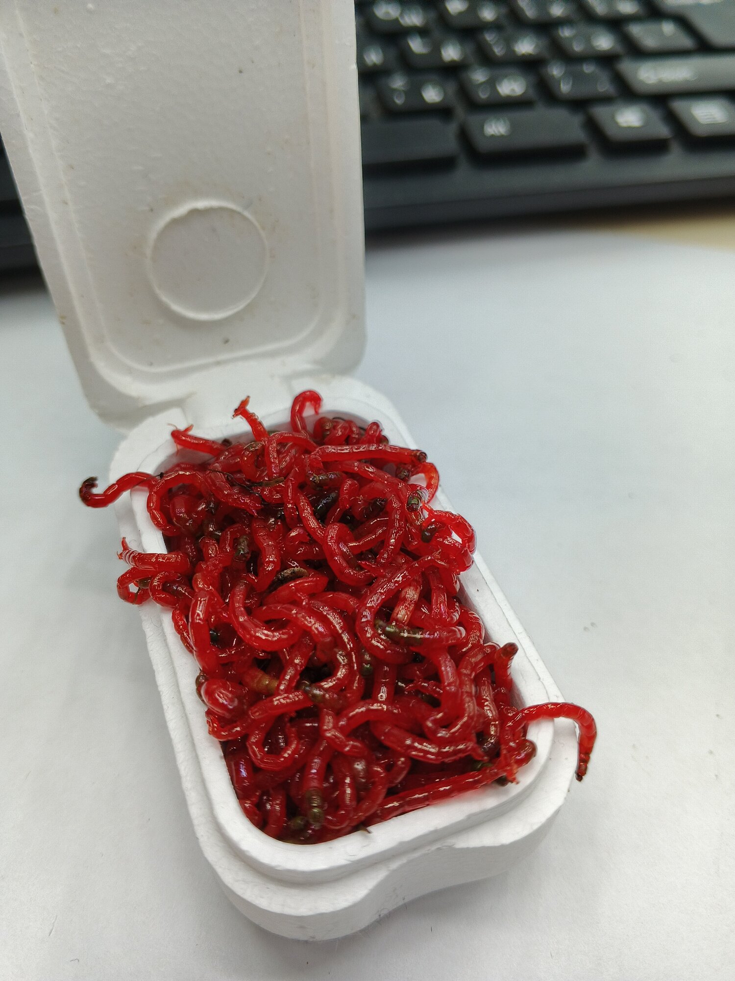 Мотыльница "Пенопласт", для живой наживки, для 15 г мотыля, 7x4x3 см