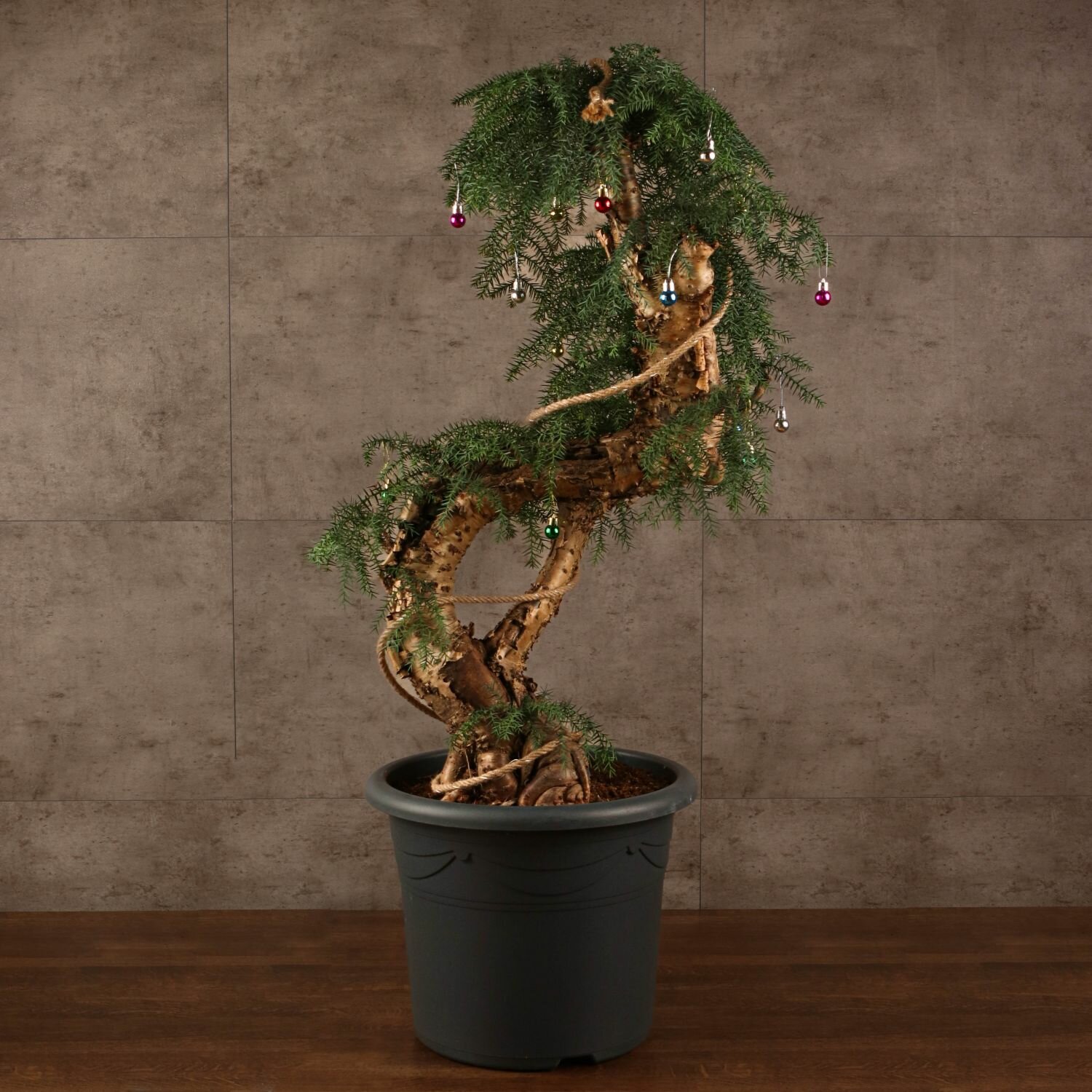 Бонсай Араукария 120/40