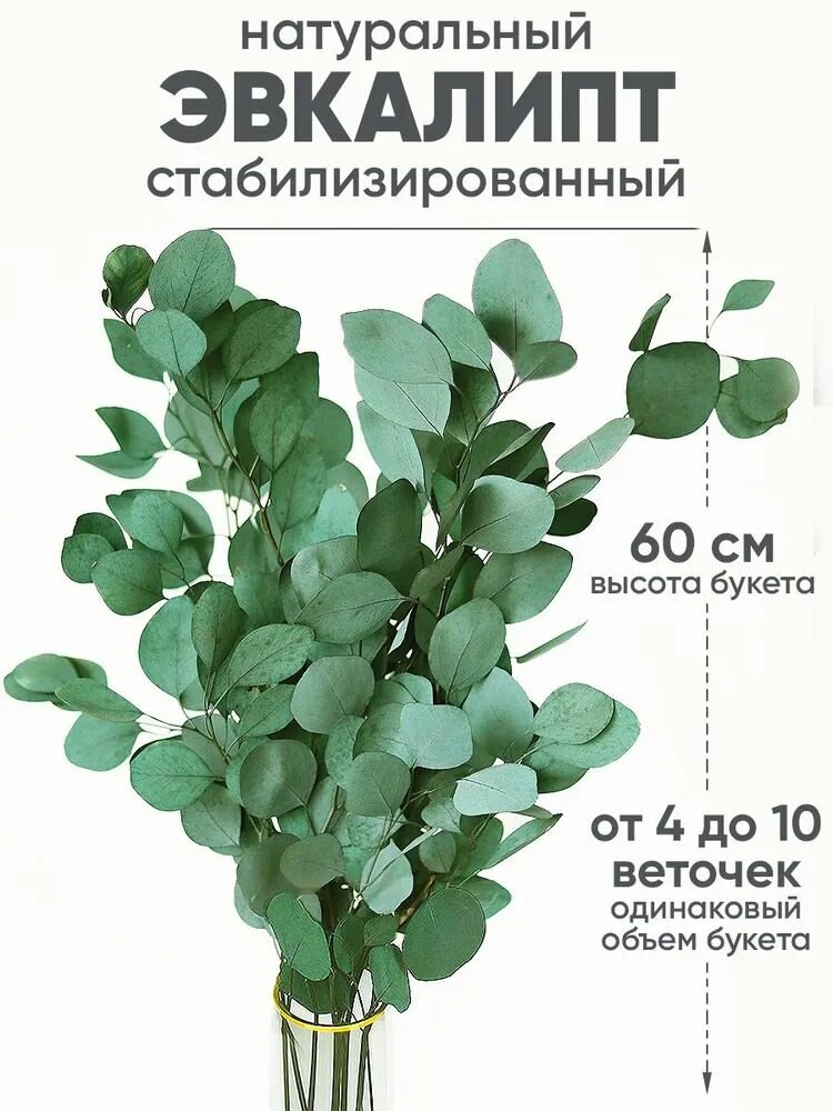 Candy-Land Сухоцветы Эвкалипт, 58 см, 250 гр, 1 шт