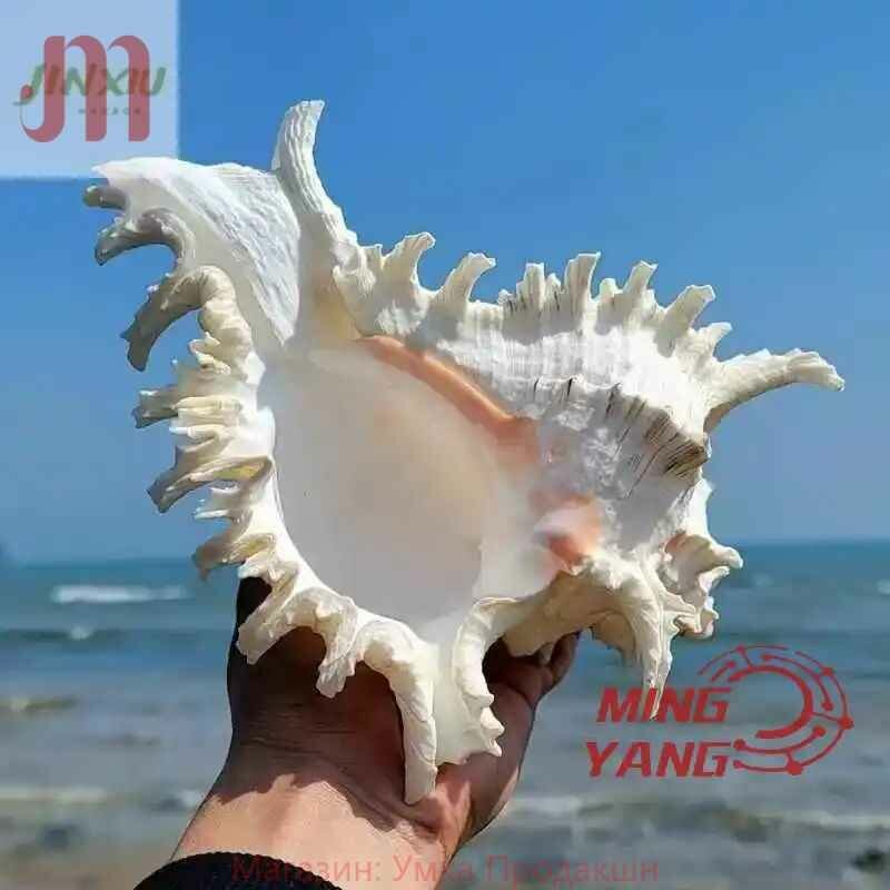 Ракушка морская Мурекс ветвистый 12-16см