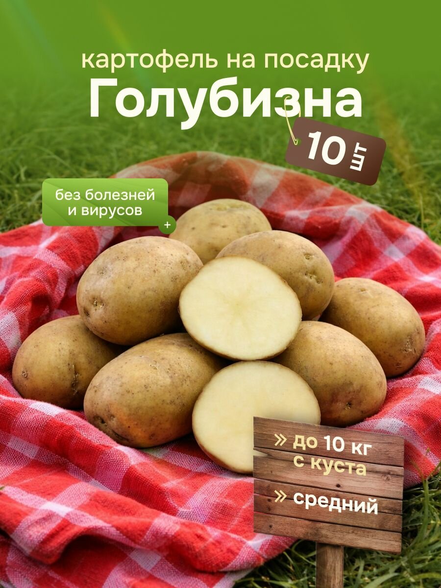 Семенной картофель на посадку Голубизна 10 шт (средний)