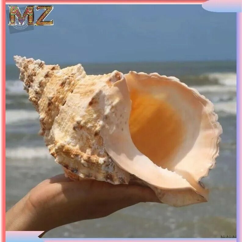 Натуральная морская ракушка Бурса Бубо эксклюзивная 1213 см