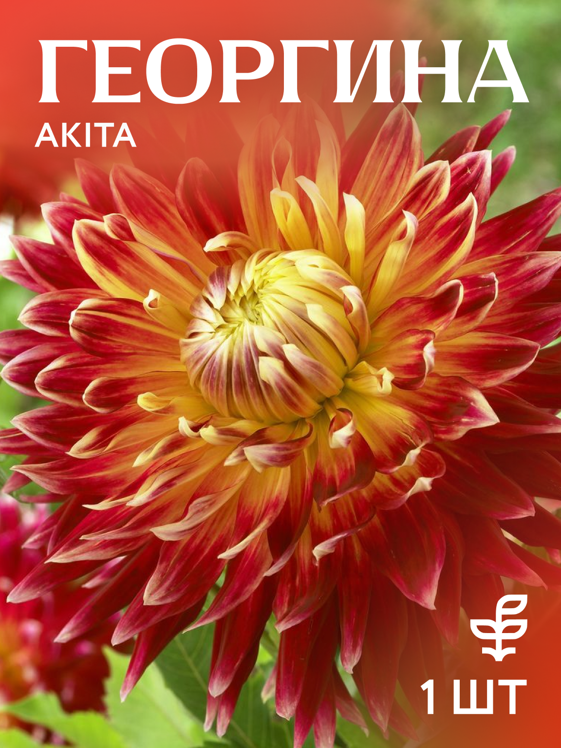 Георгины клубни многолетние крупные