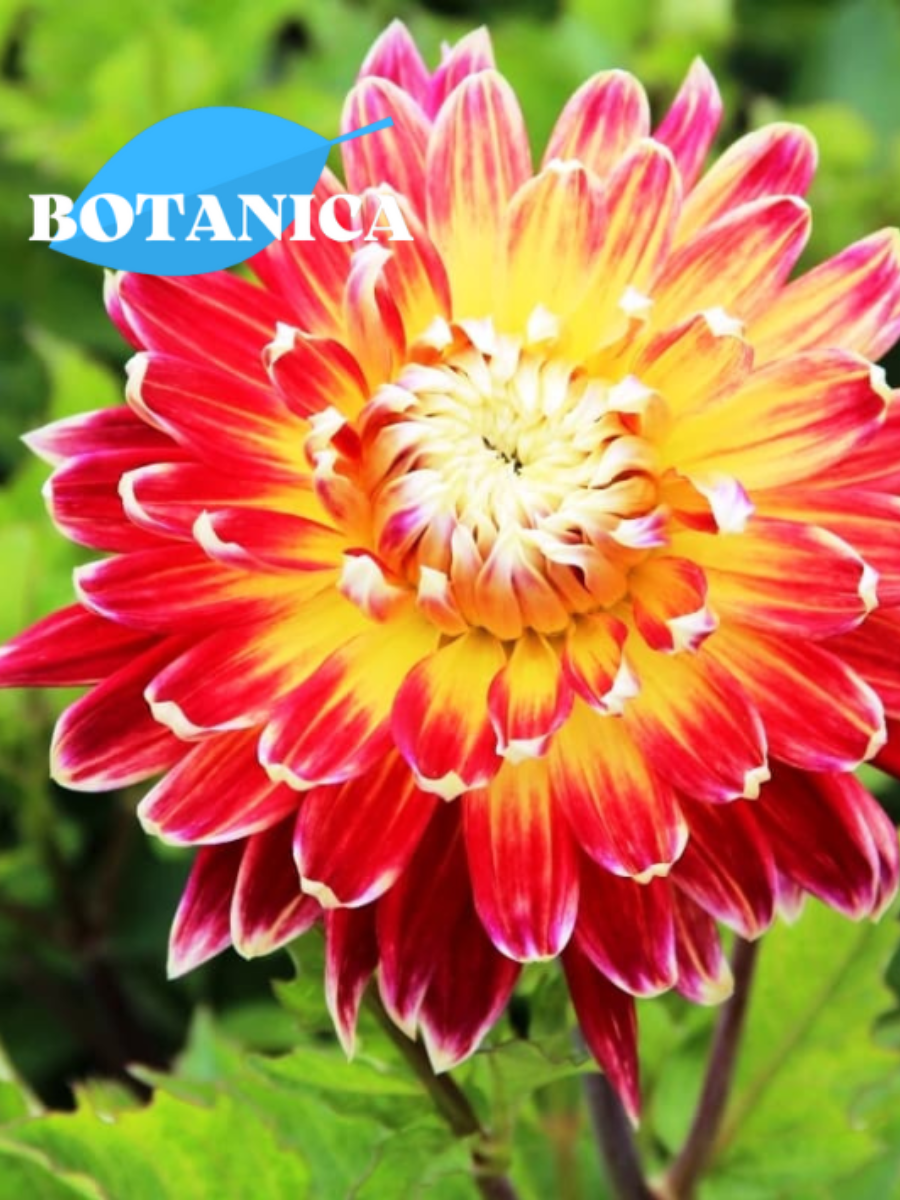 Клубни цветов, botanica garden , Георгина Акита ( 1 штука ) красно-желтая