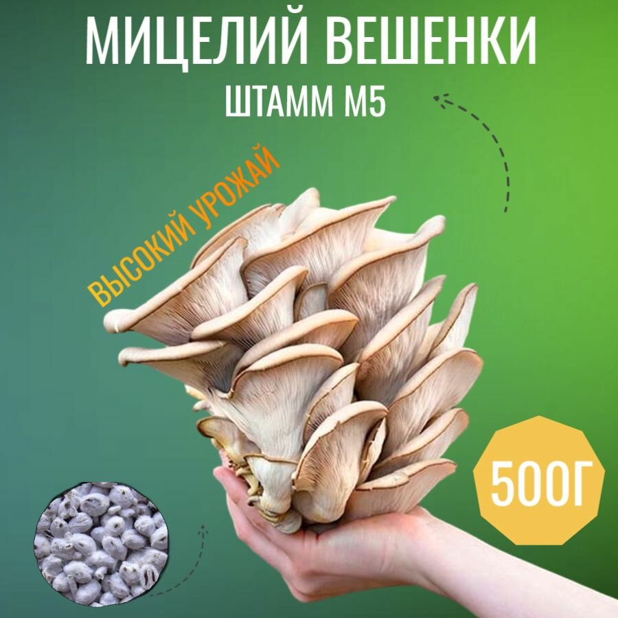 Мицелий грибов вешенка зерновой (штамм M5) - 500 гр