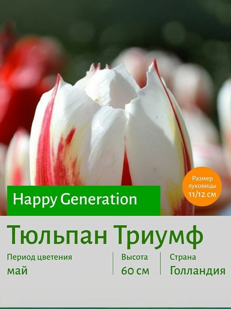 Тюльпан Хэппи Дженерейшн (Happy Generation) Триумф луковицы 7 шт сотка