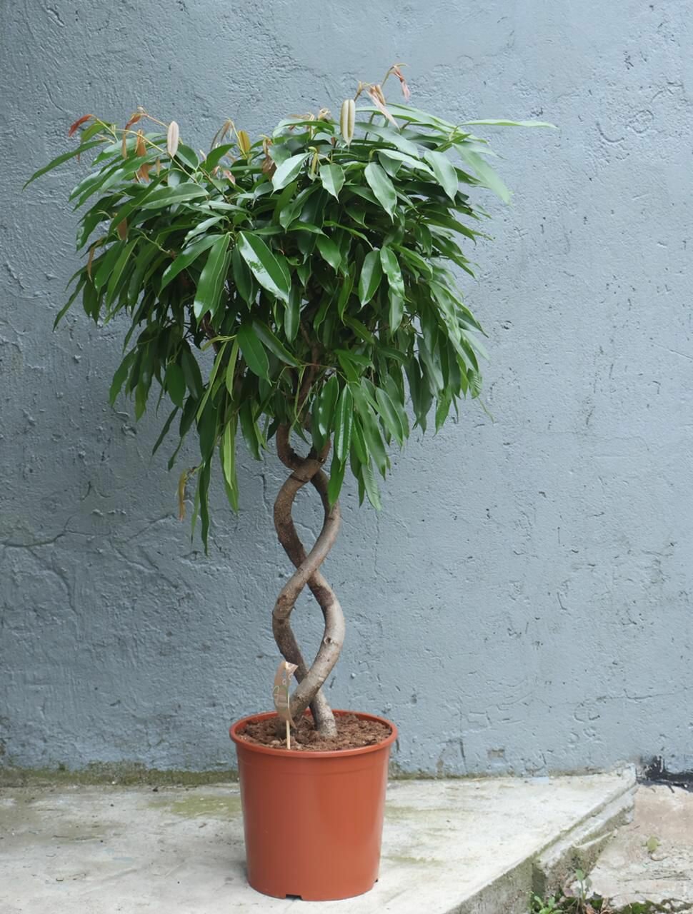 Фикус Амстел Кинг спираль высота 140 см