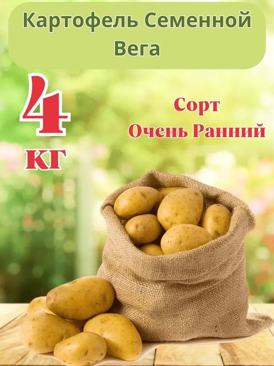 Картофель семенной "Вега" 4 кг