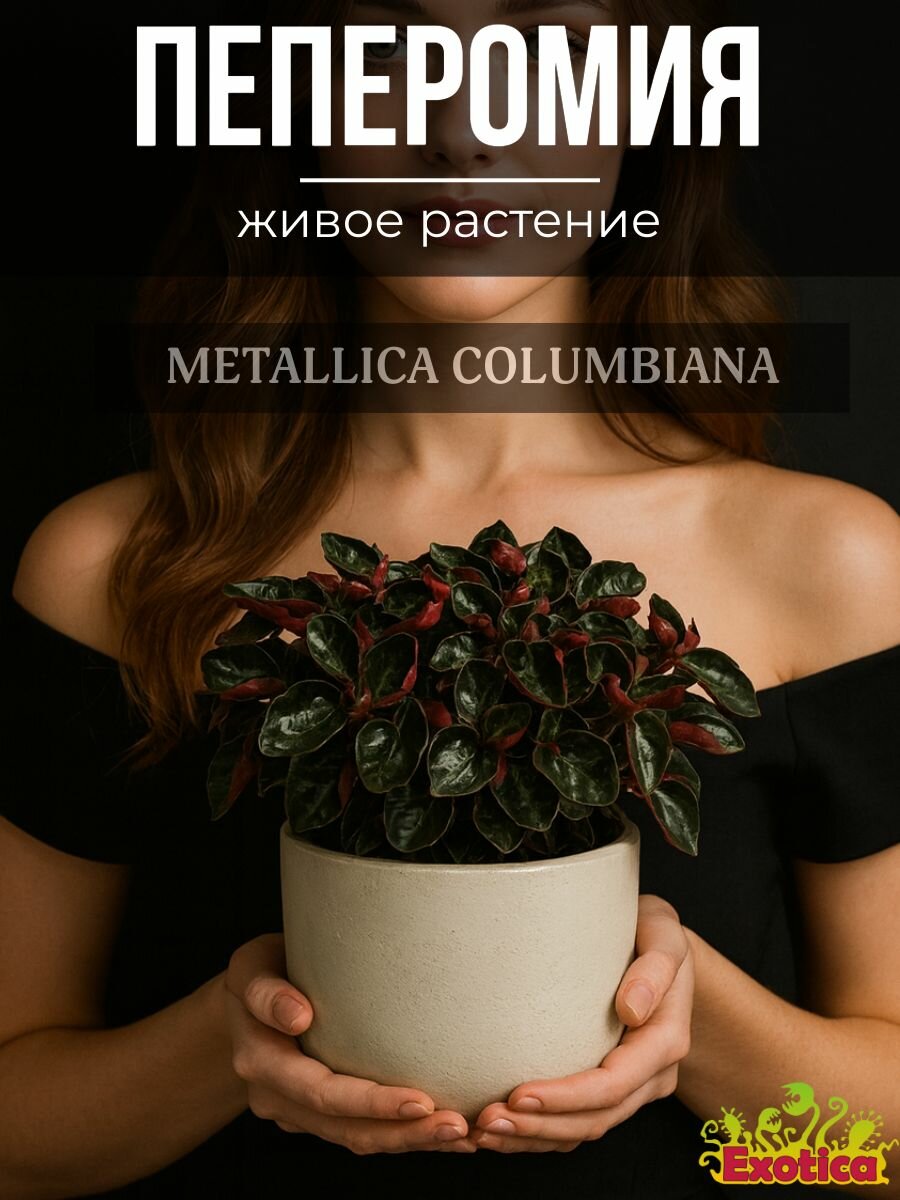 Пеперомия Колумбиана (Peperomia Metallica Columbiana) D5см, комнатный цветок