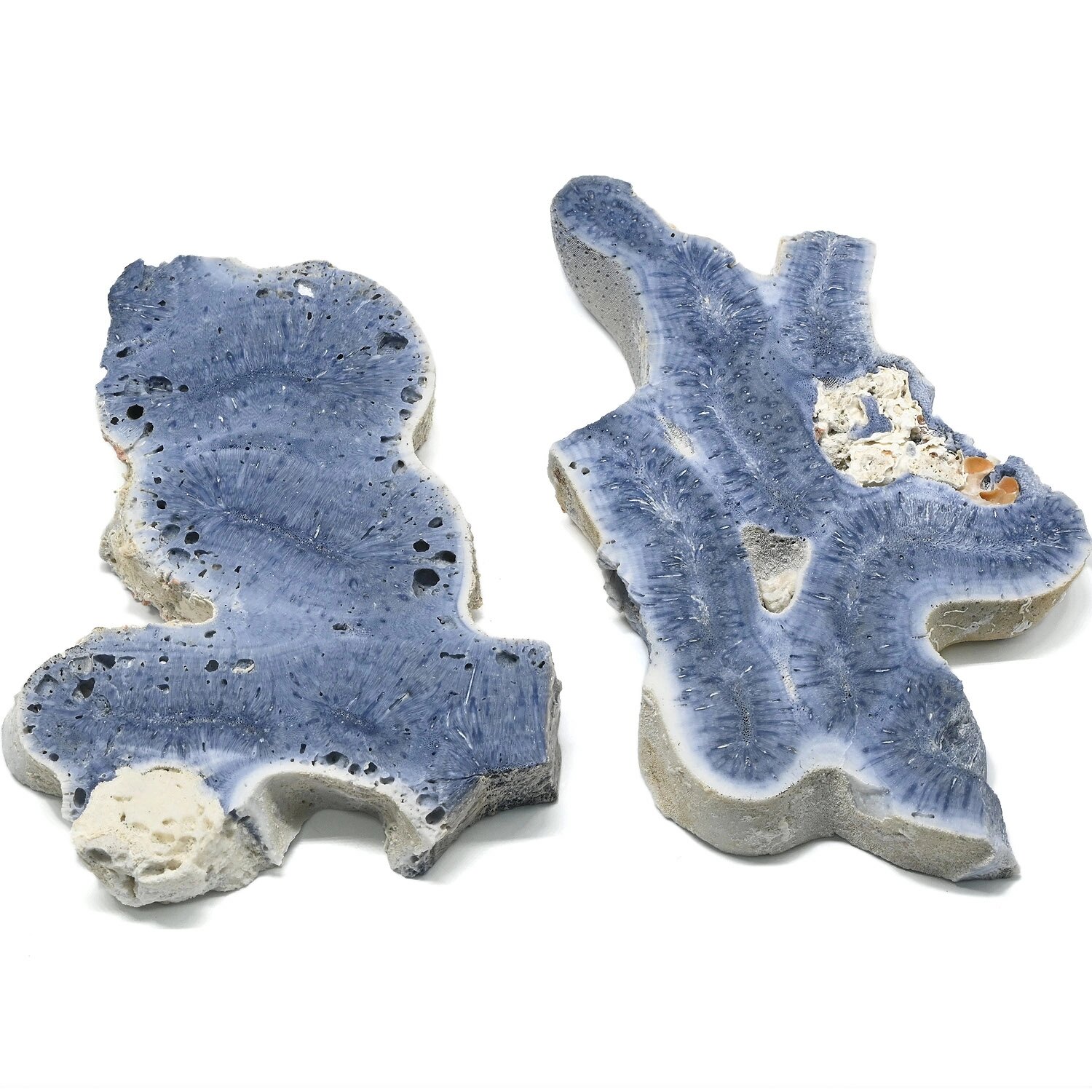 Срез коралла голубого "Акори" 103*65*13мм .