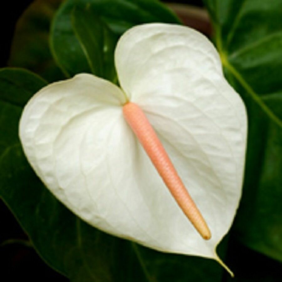 Антуриум Акрополис, Anthurium Acropolis, семена