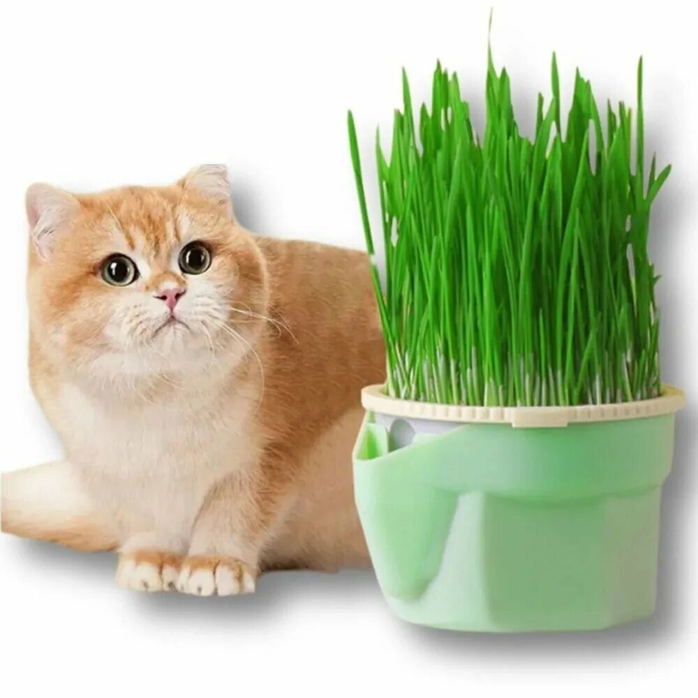 Поднос ростков Травы — фото 1