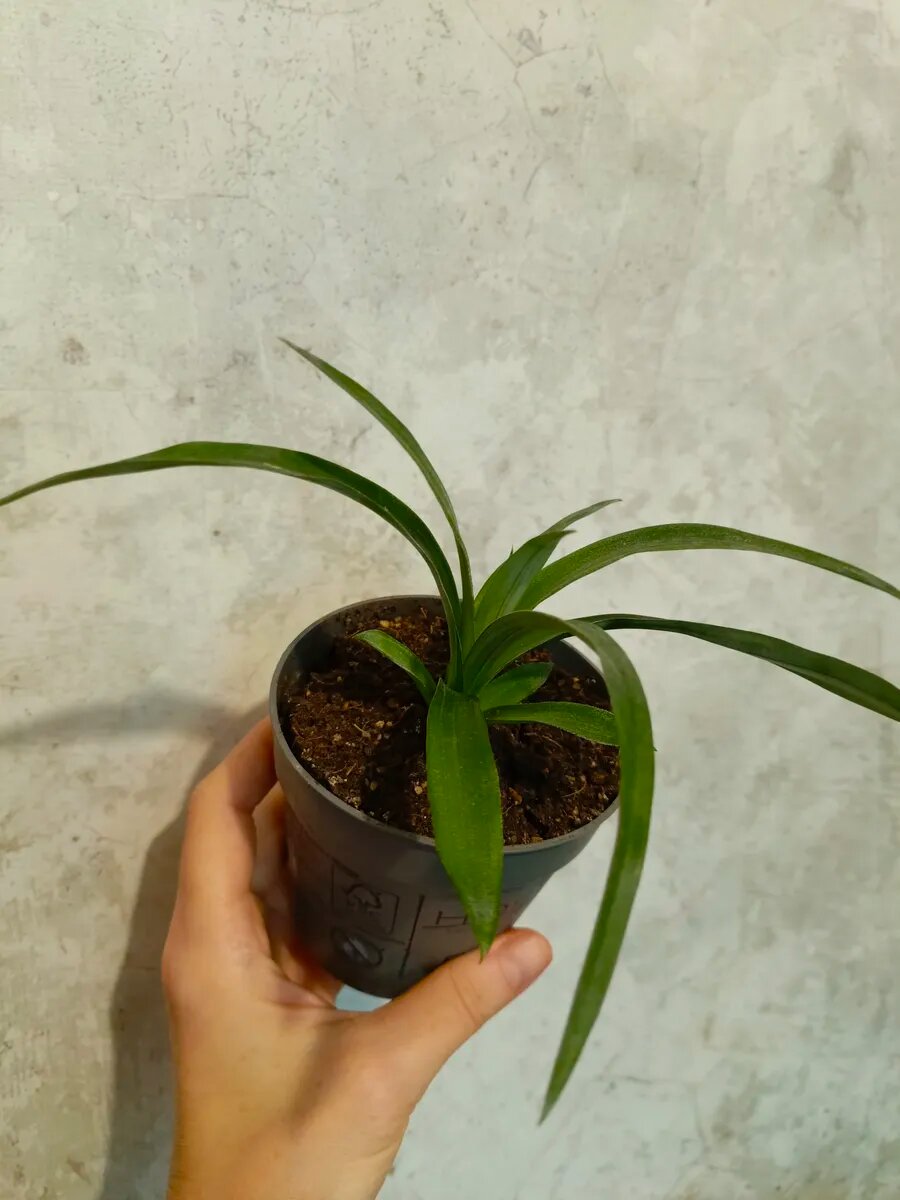 Комнатный Ананас Амиго живое растение 9/15