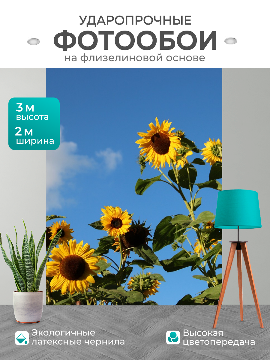 Фотообои моющиеся ударопрочные "Подсолнухи, расцветает, летом" 200x300 см. флизелиновые на стену