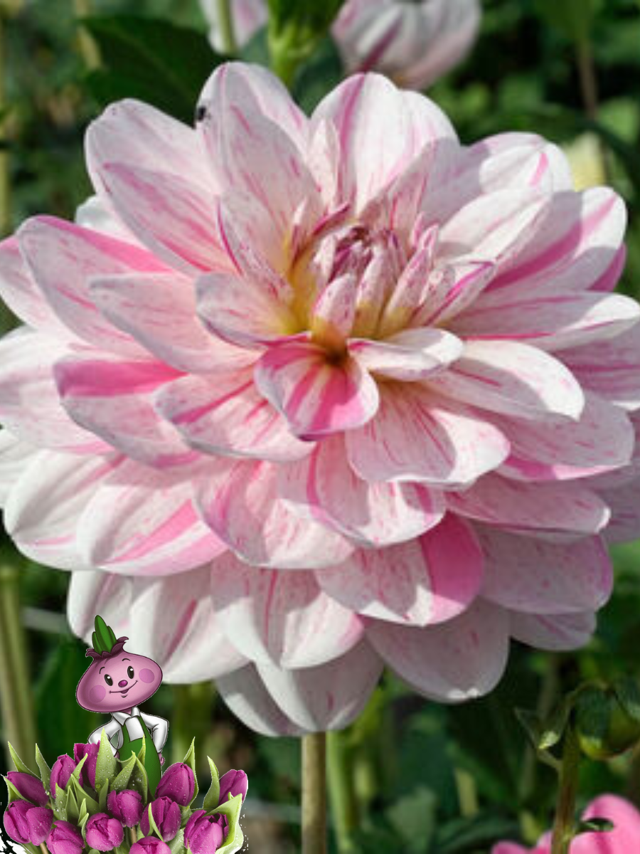 Клубни цветов, chipollino flowers, Георгина BONESTA ( 1 клубень )