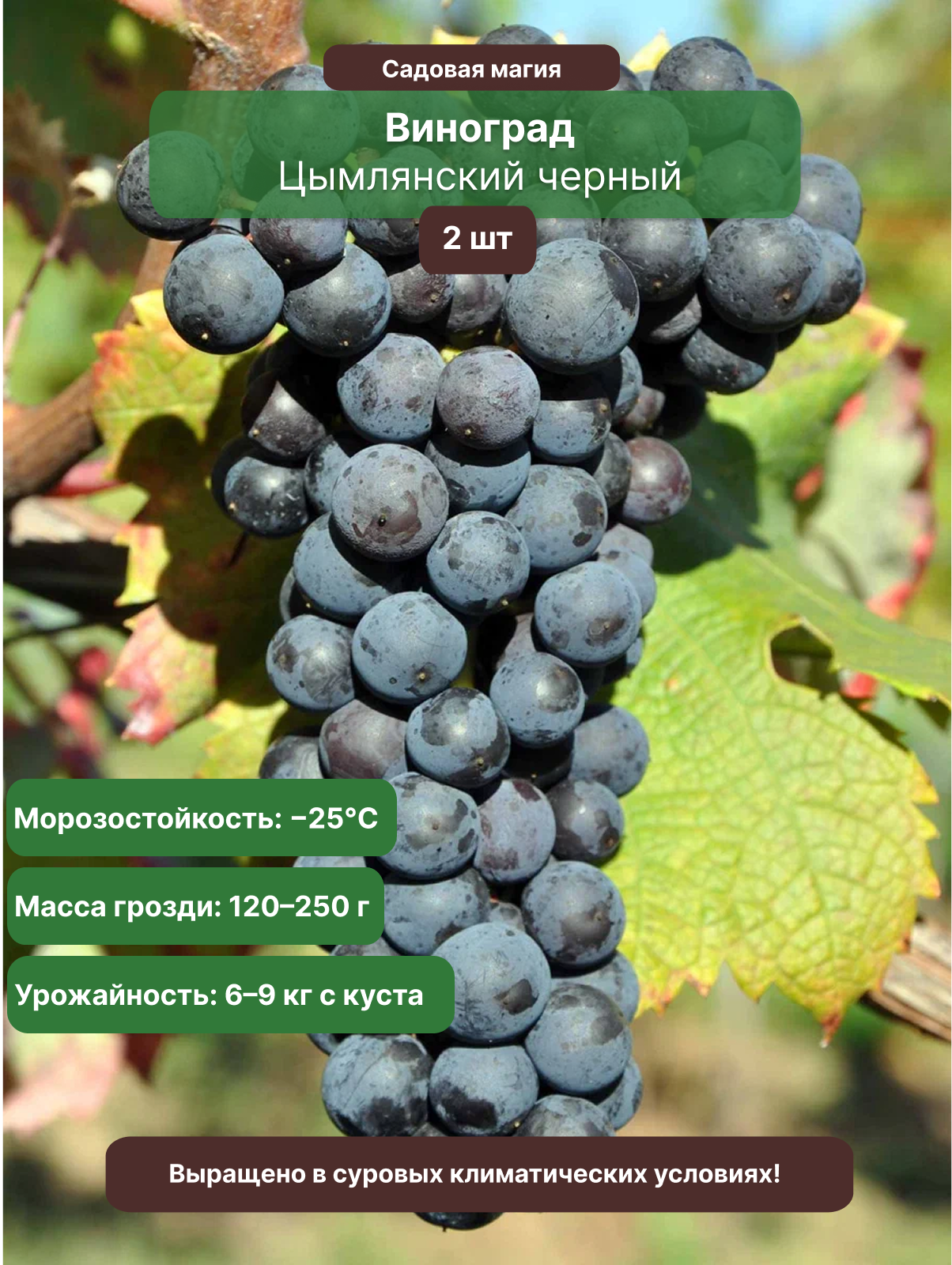Виноград Цимлянский черный 2 шт / многолетний, морозостойкий сорт