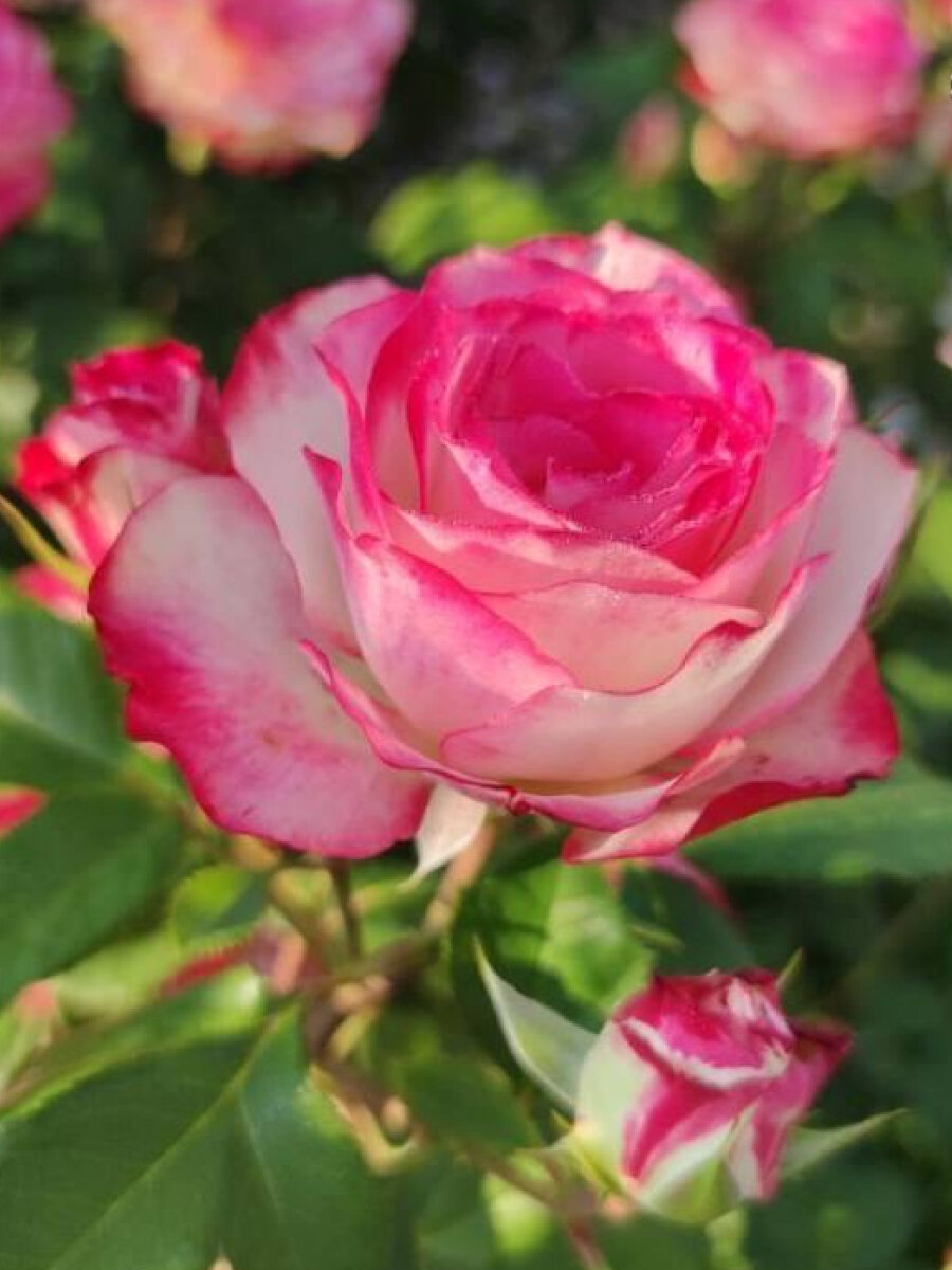 Роза флорибунда Юбилей Принца Монако (Jubile du Prince de Monaco) / розы