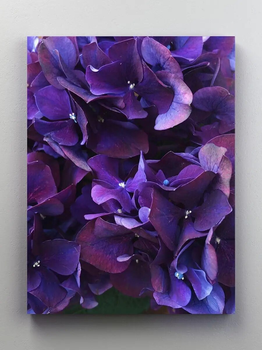 Интерьерная картина на холсте "Гортензия фиолетовая - цветы" размер 30x40 см