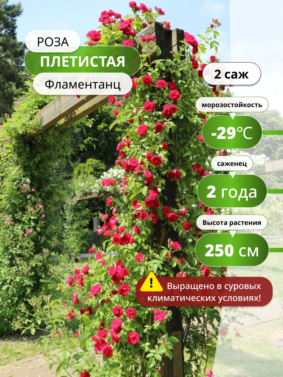 Роза плетистая "Фламентанц", многолетняя, высота до 4 м, цвет красный, 2 саженца
