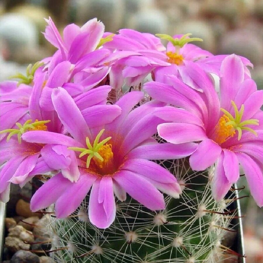 Семена Деодар Кактус Mammillaria boolii 10 шт.