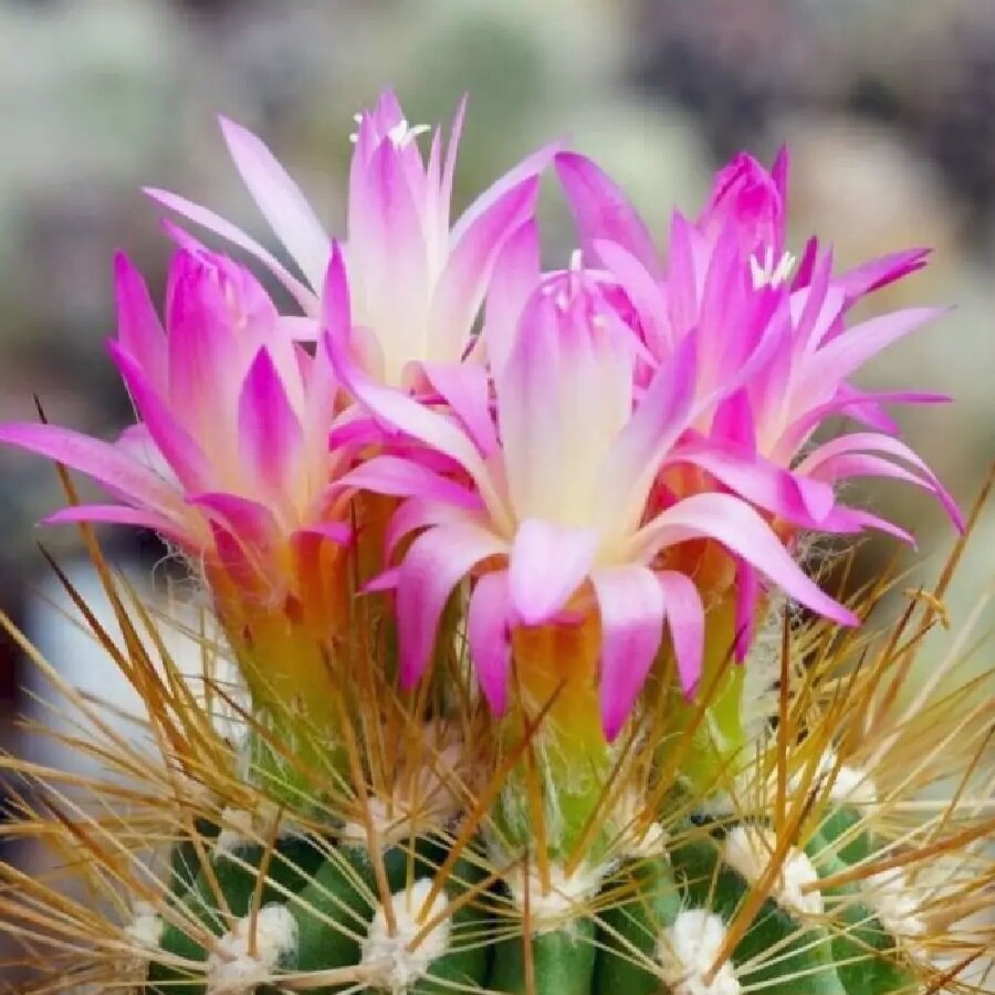 Семена Деодар Кактус Neoporteria subgibbosa v. microsperma f. serenana KK-1460, 10 шт.