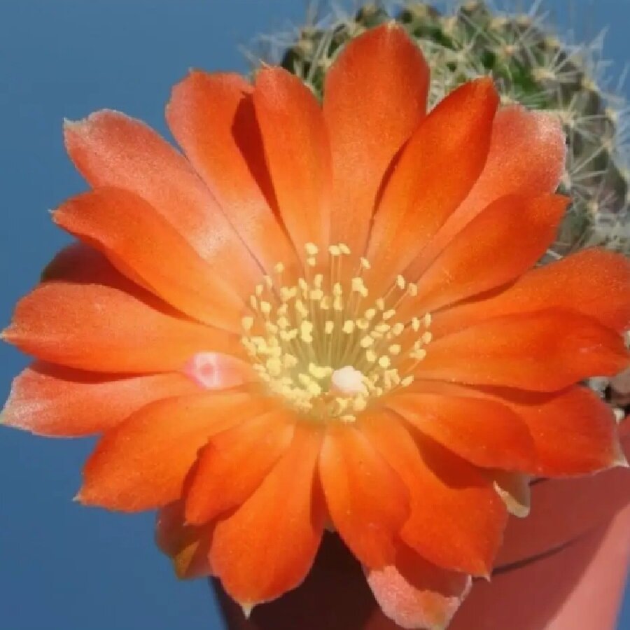 Семена Деодар Кактус Rebutia xanthocarpa v. aureiflora RW-194, 10 шт.