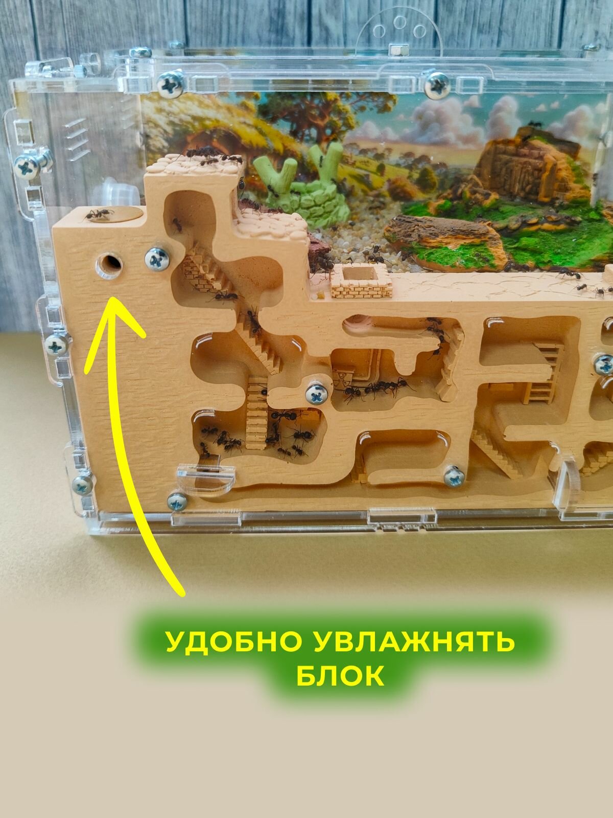 Муравьиная ферма — фото 1