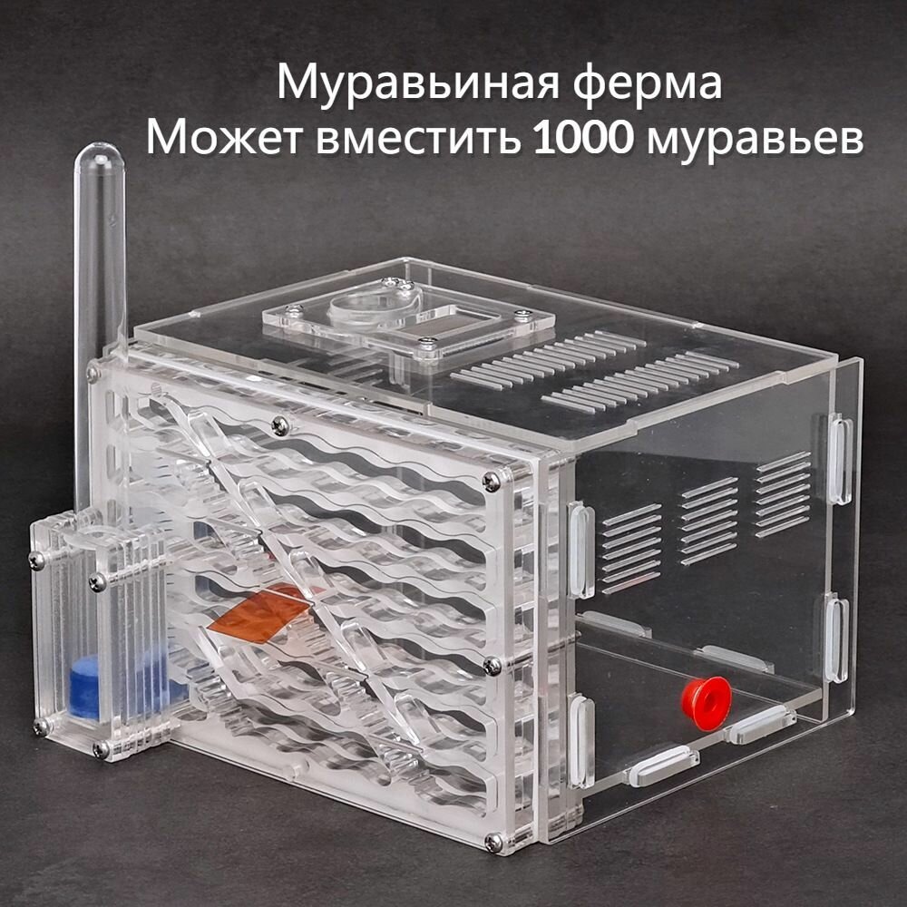 Муравьиная ферма Может вместить 1000 муравьев -KP
