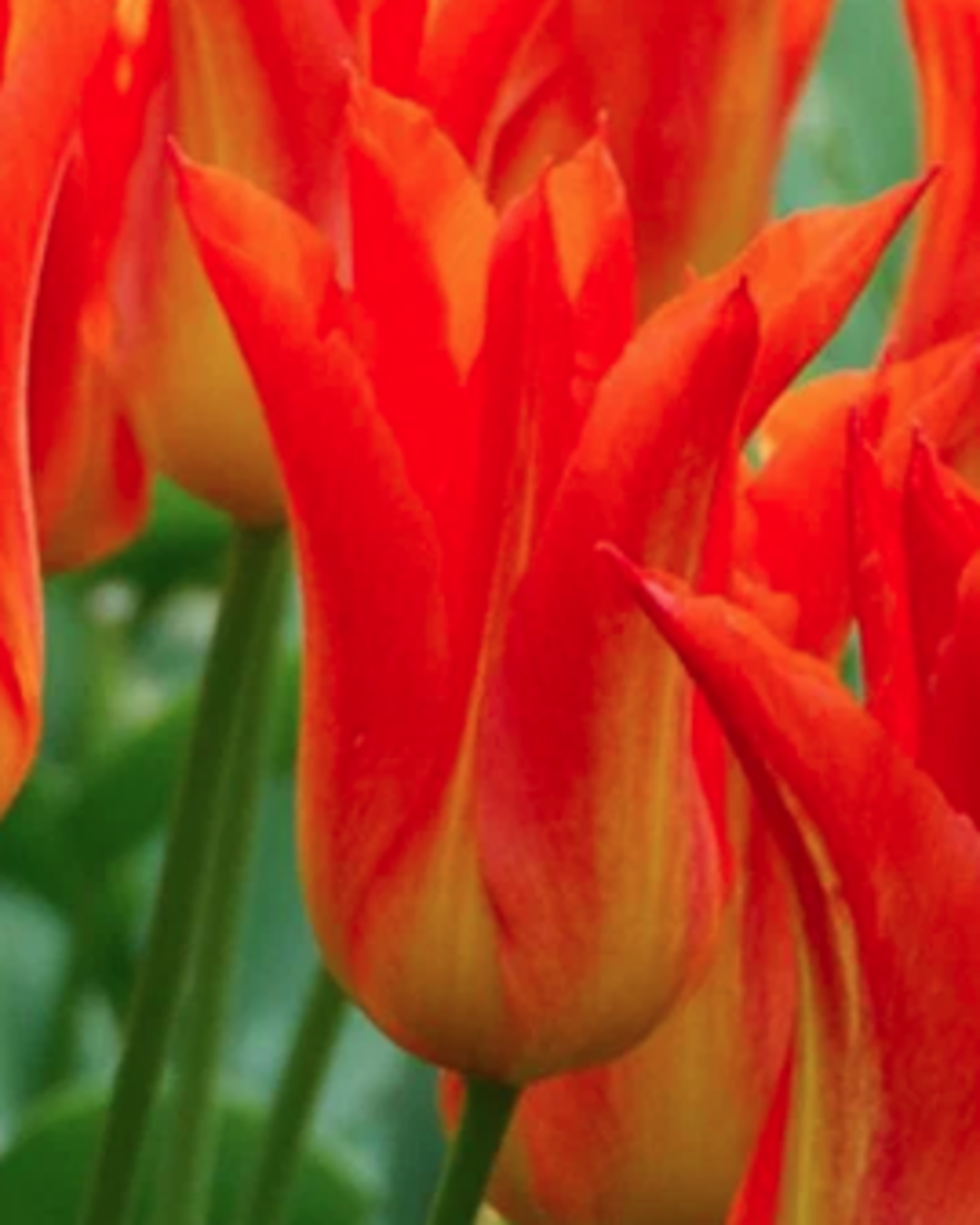 Тюльпаны лилиецветные Holland Bulb Market "Балерина", 5 шт, многолетние, высота 50см